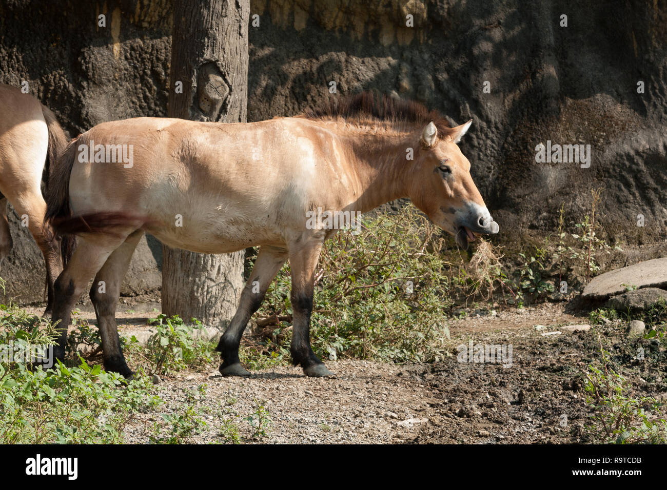 Przewalski's horse (Equus ferus przewalskii) a.k.a. Mongolian wild ...
