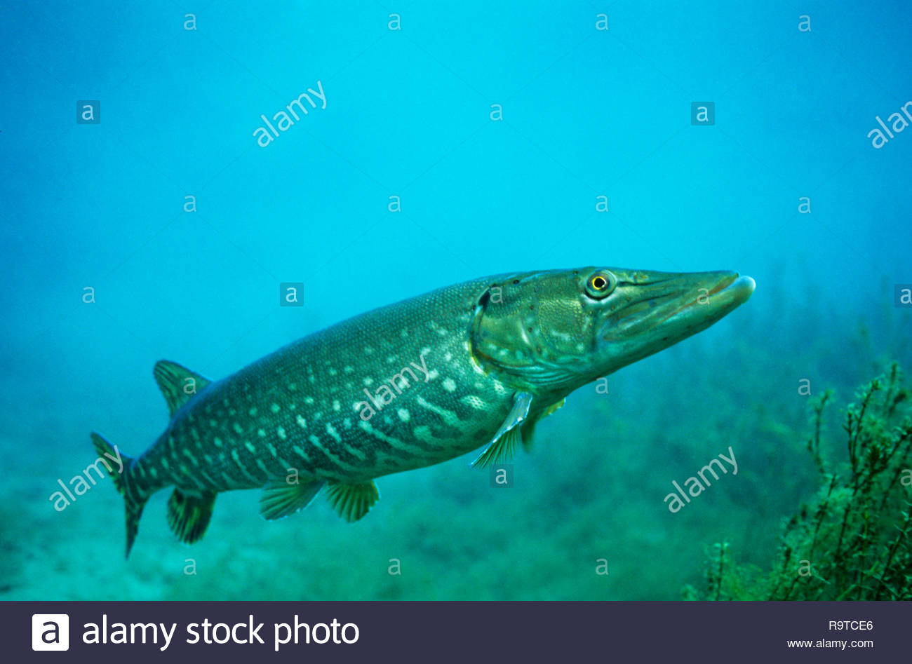 Northern Pike Stock Photos & Northern Pike Stock Images - Alamy