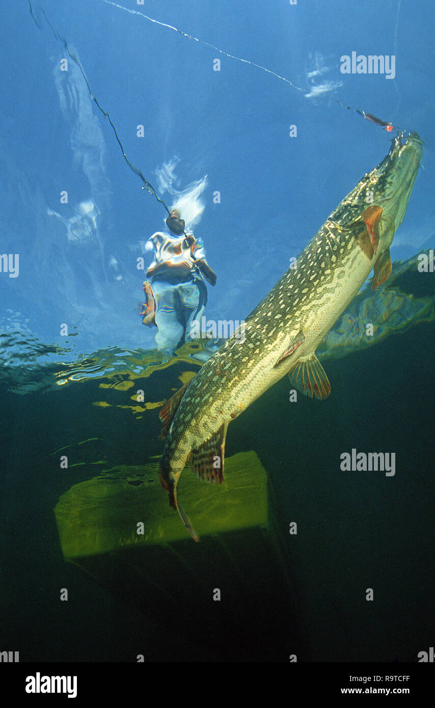 Freshwater pike hi-res stock photography and images - Alamy