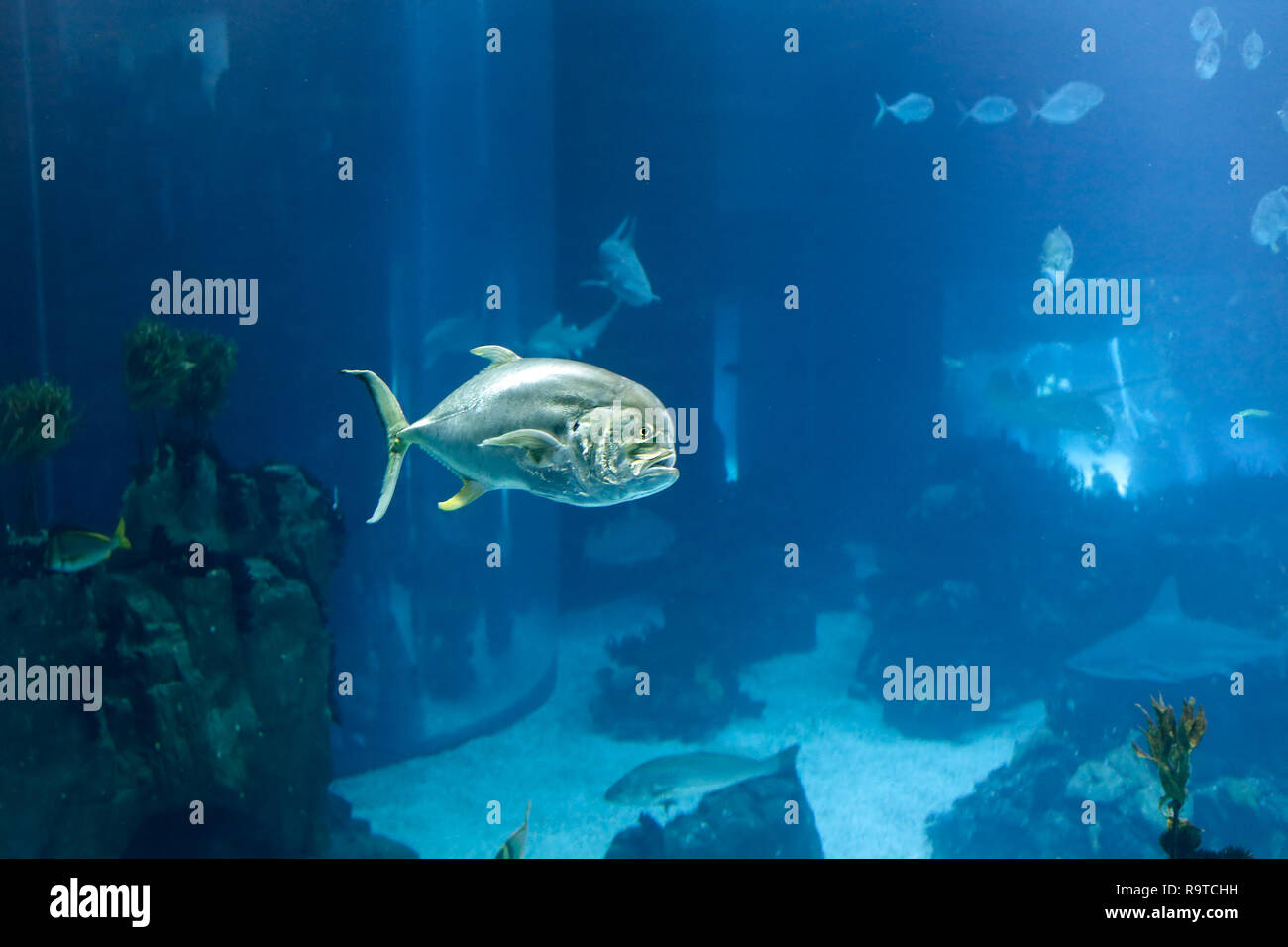 Xareu fish hi-res stock photography and images - Alamy