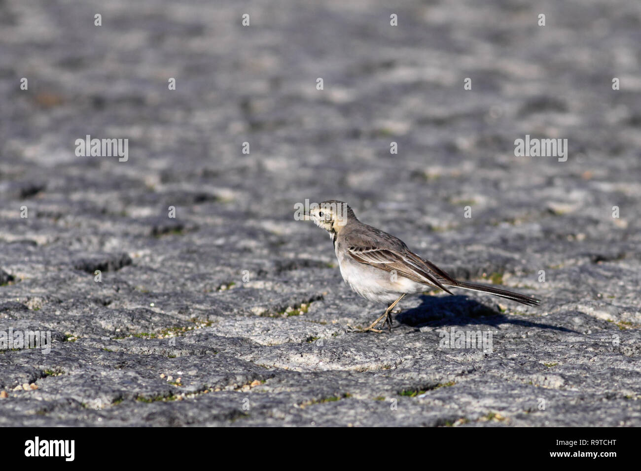 Yellow pied wagtail hi-res stock photography and images - Alamy