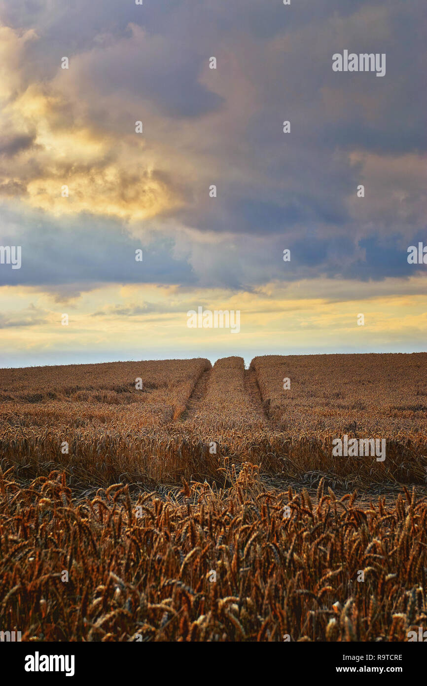Cornfield and country road at sunset hi-res stock photography and ...