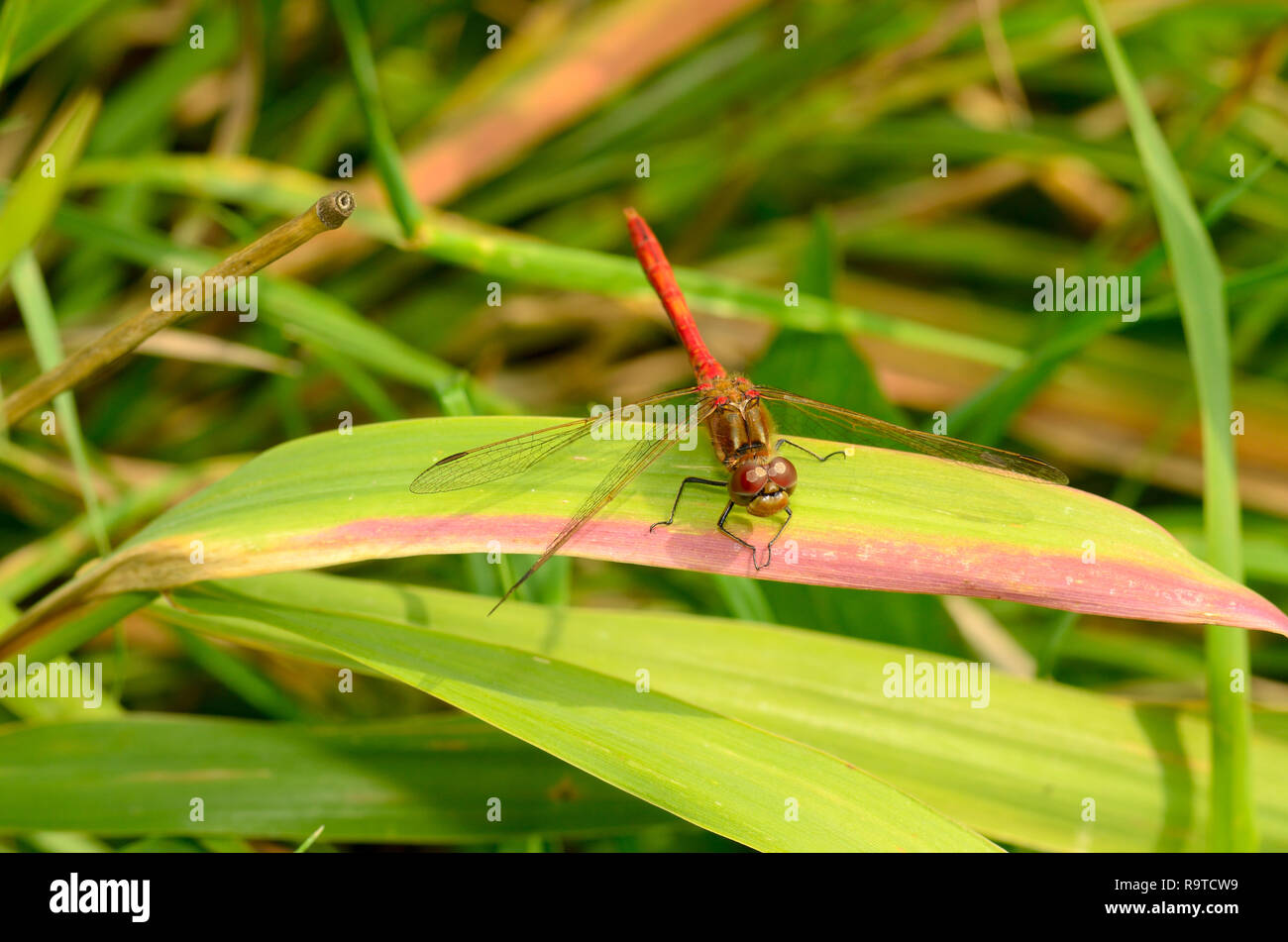 Dragonfly is an insect living near water bodies.These are active ...