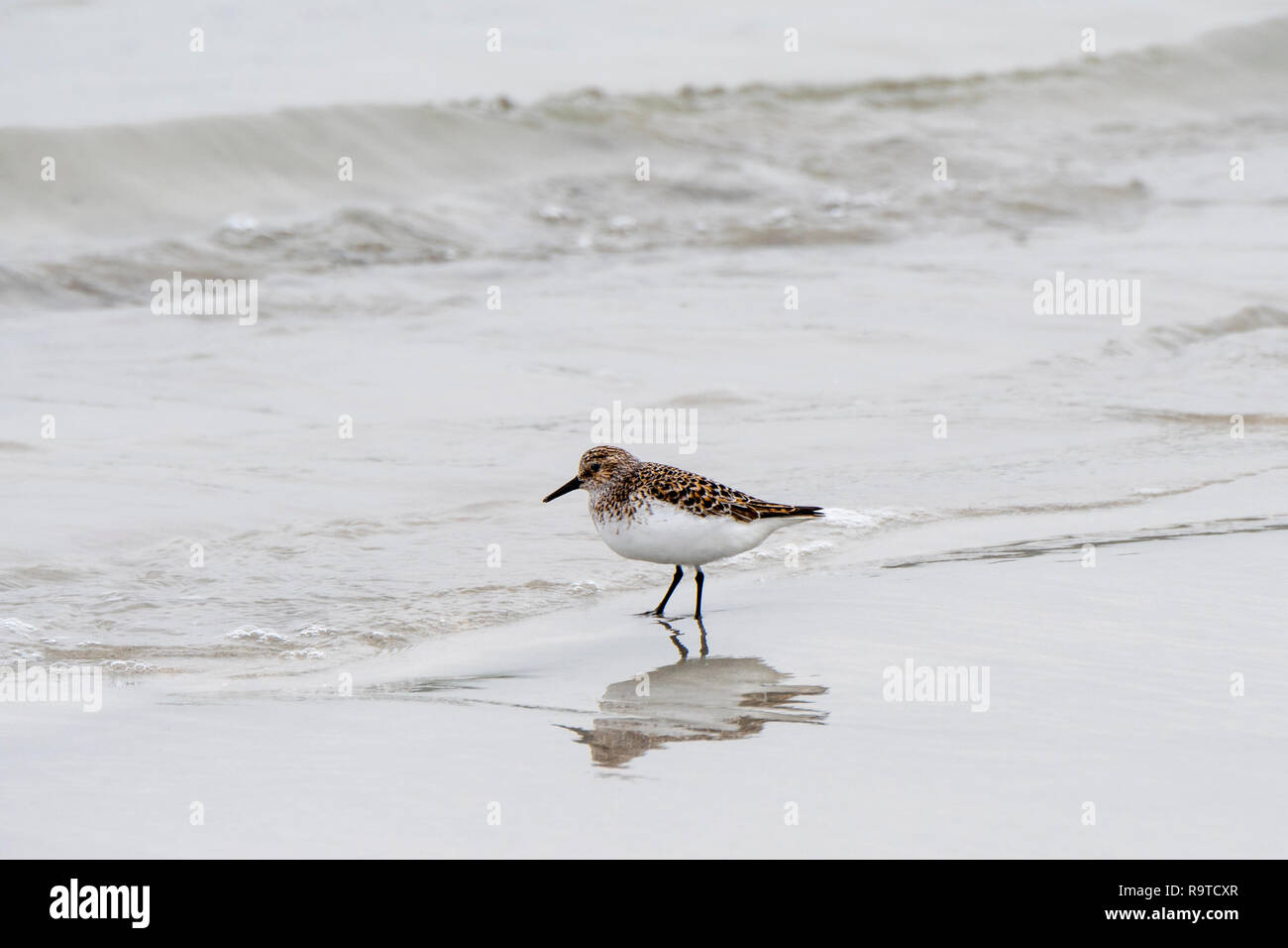 Sanderling (Calidris alba) in breeding plumage foraging on the beach ...