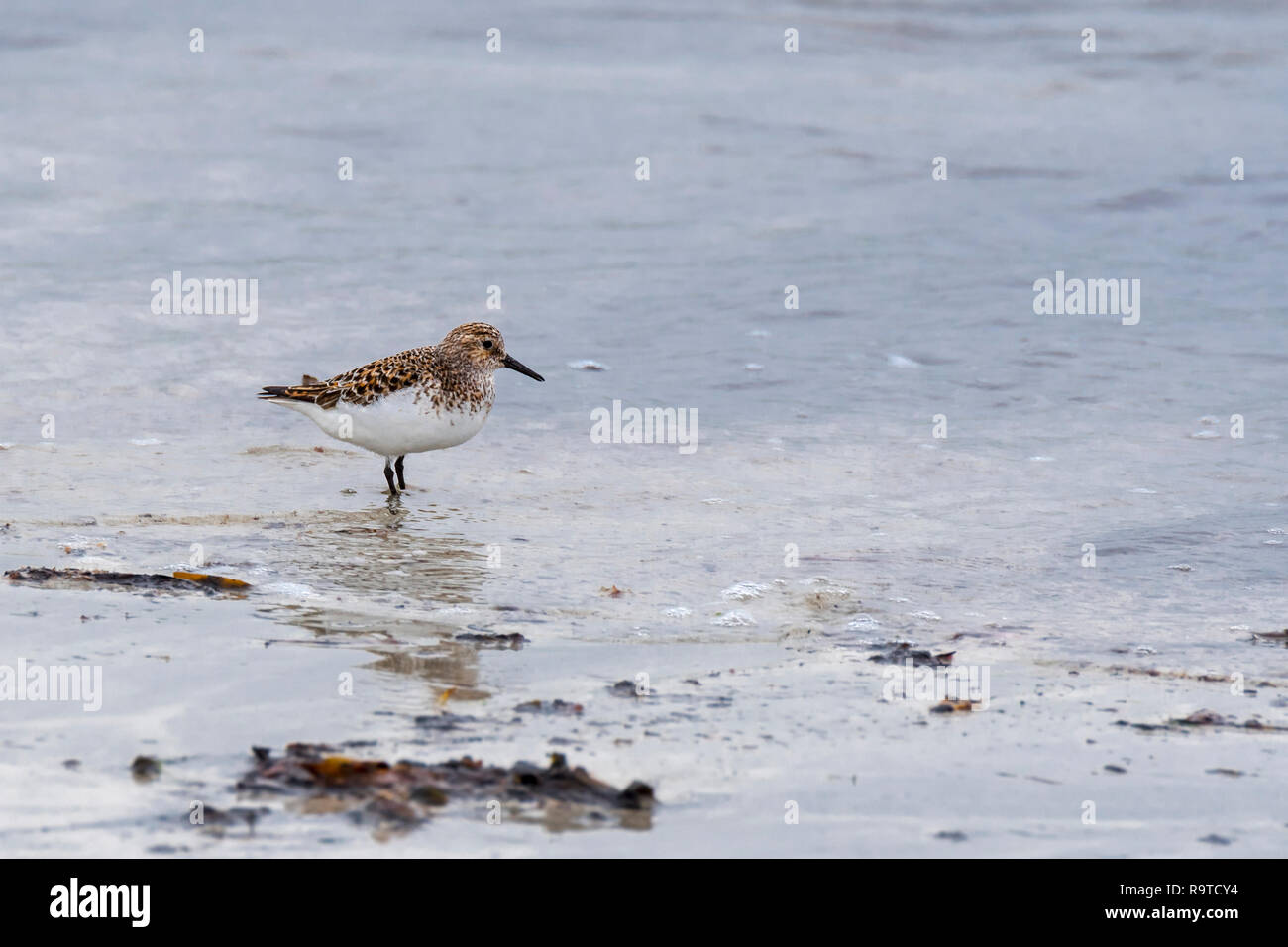 Sanderling (Calidris alba) in breeding plumage foraging on the beach ...