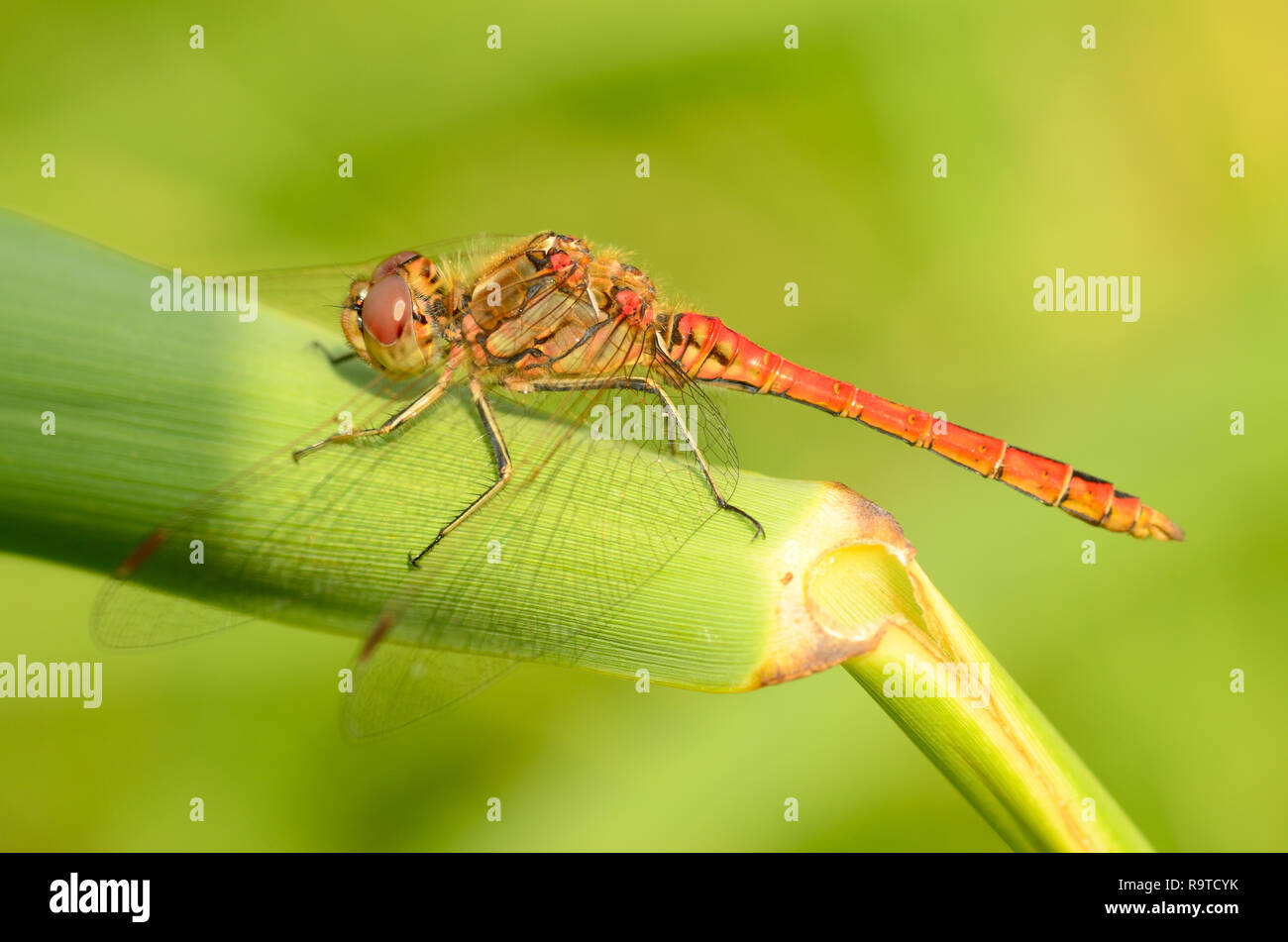 Dragonfly is an insect living near water bodies.These are active ...
