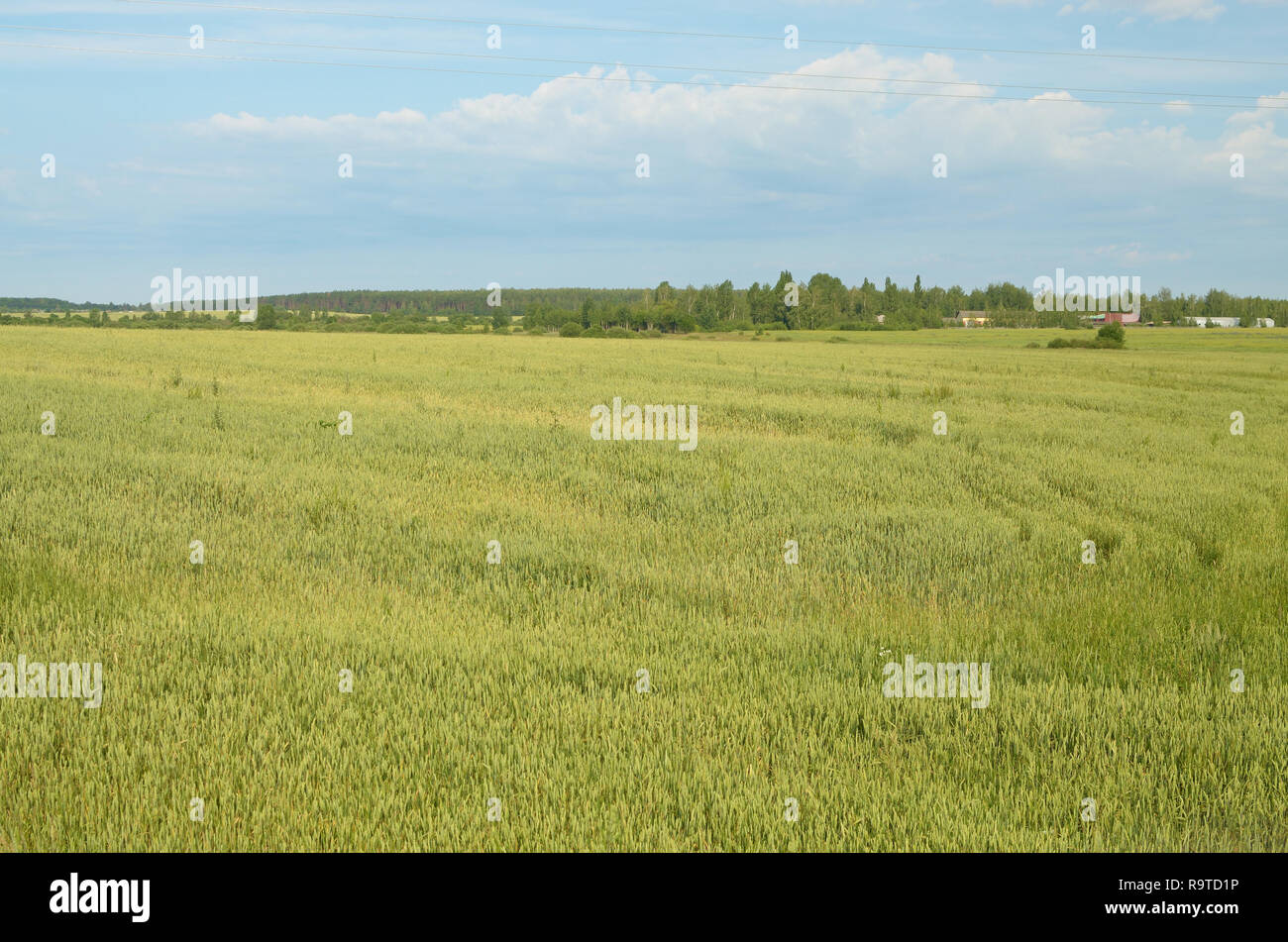 The natural landscape in rural areas.Rye and wheat grow on the field ...