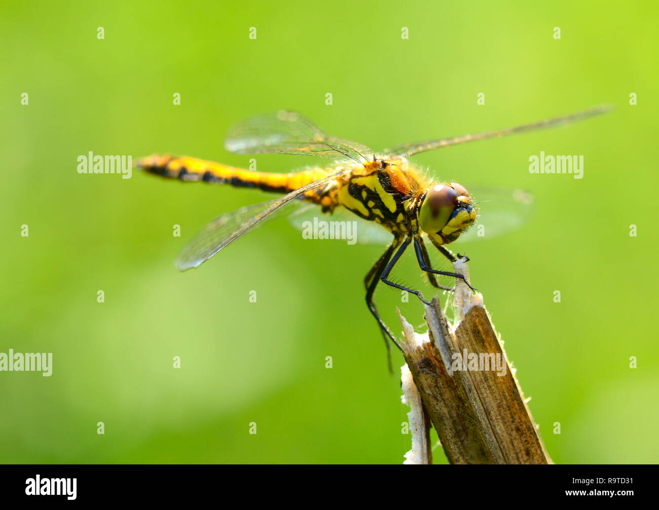 Dragonfly is an insect living near water bodies.These are active ...