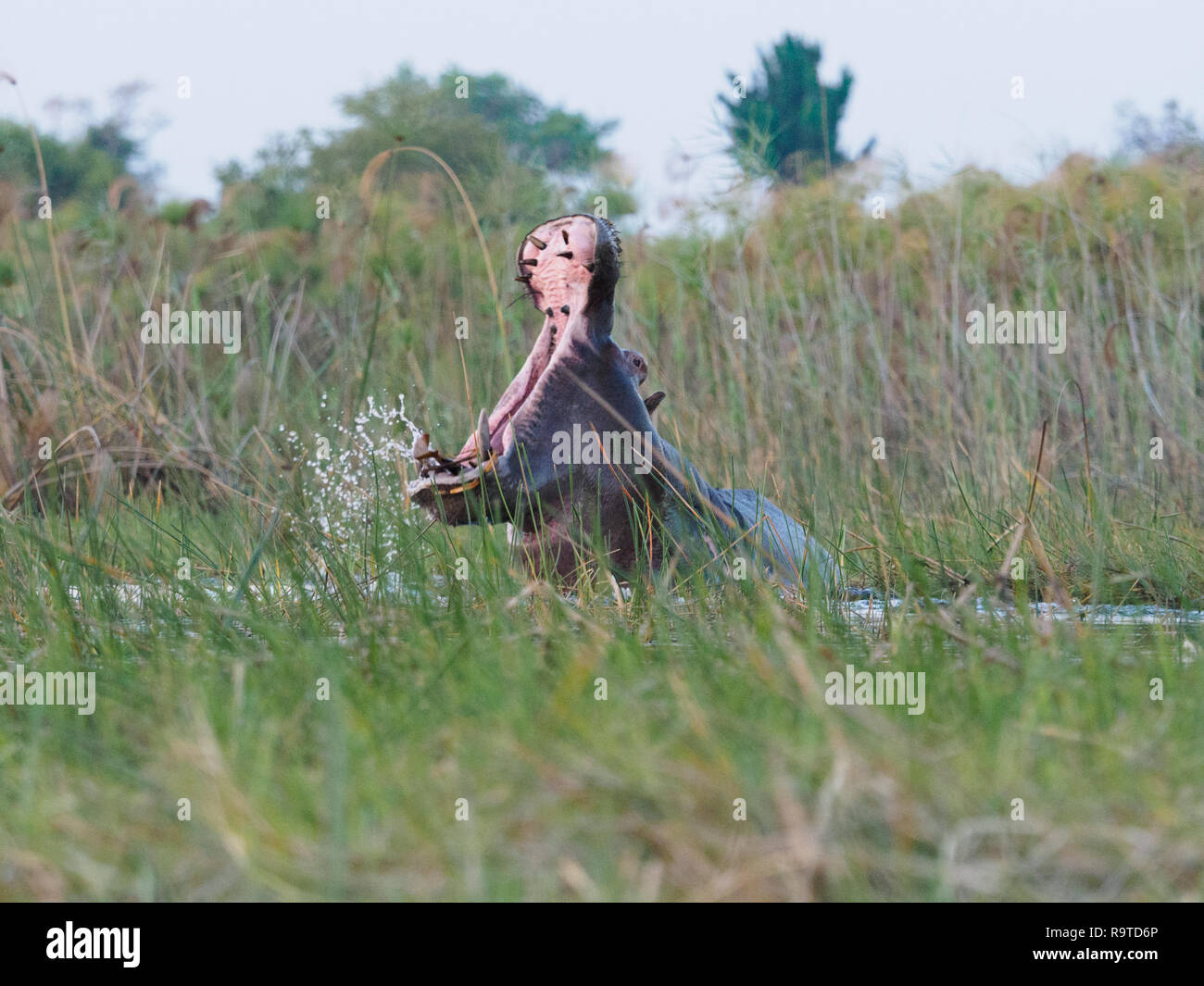 Defending nature hi-res stock photography and images - Alamy