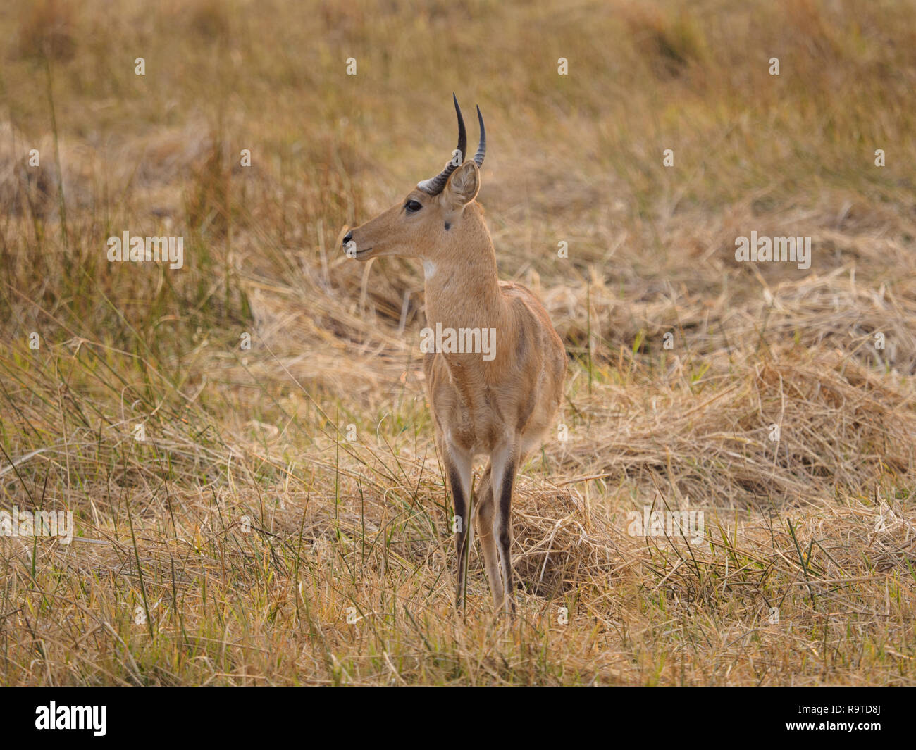 Antelope standing on grassland Stock Photo - Alamy
