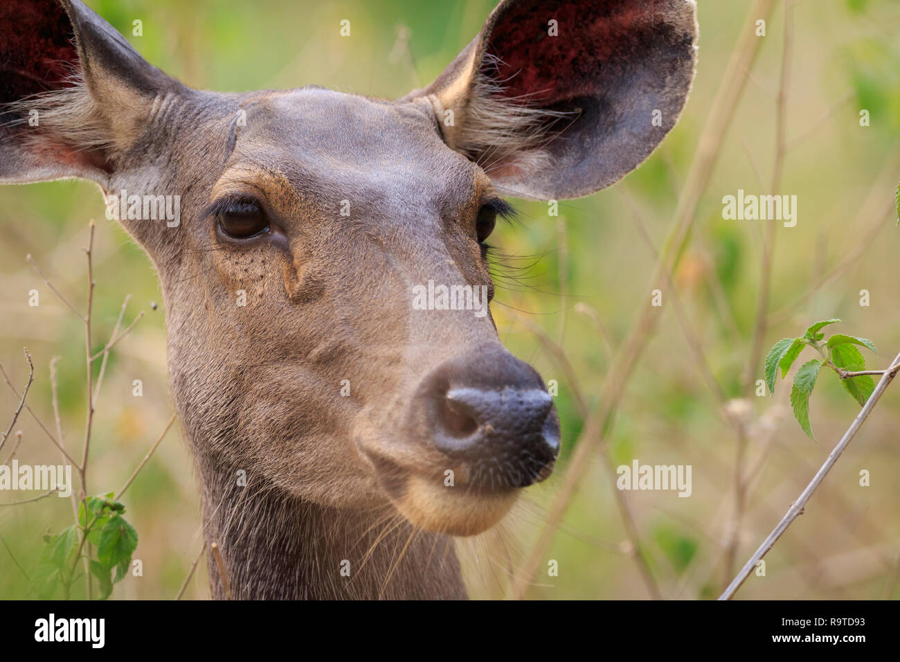 Female sambar deer (Rusa unicolor), head portrait. Corbett National ...