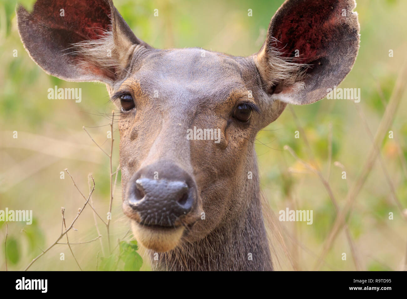 Female sambar deer (Rusa unicolor), head portrait. Corbett National ...