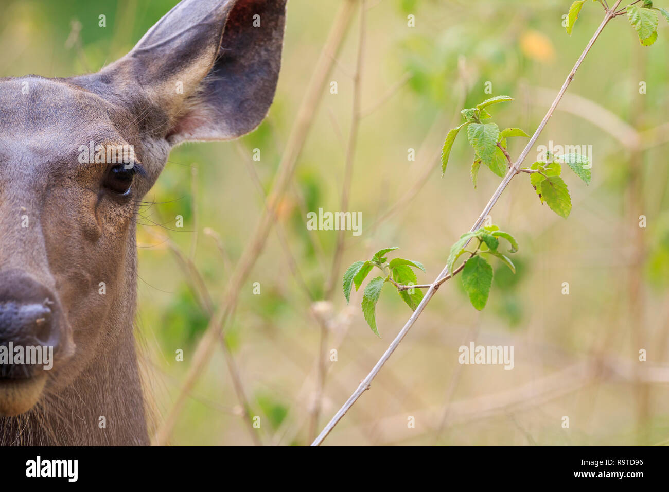 Female sambar deer (Rusa unicolor), head portrait. Corbett National ...