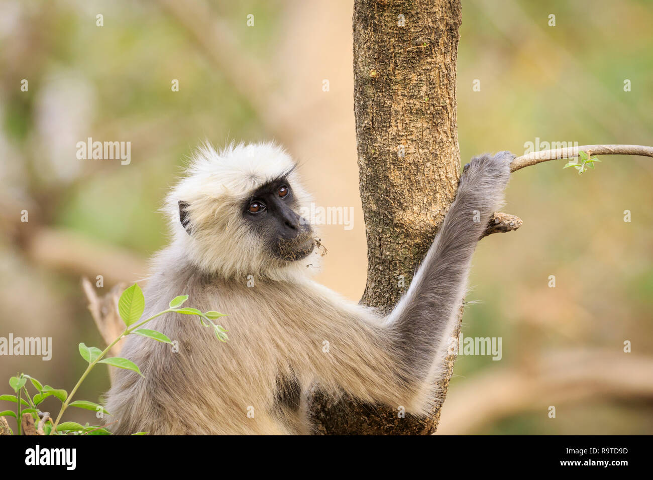 Gray Langur (Semnopithecus hector), head portrait. Corbett National ...