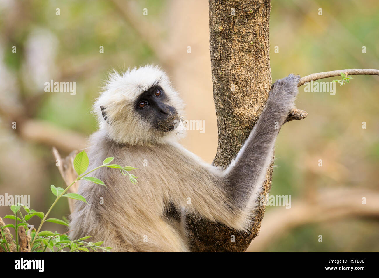 Gray Langur (Semnopithecus hector), head portrait. Corbett National ...