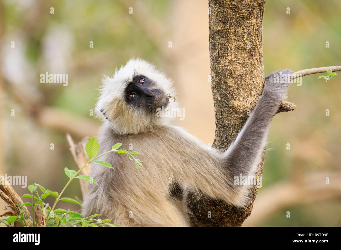 Gray Langur (Semnopithecus hector), head portrait. Corbett National ...