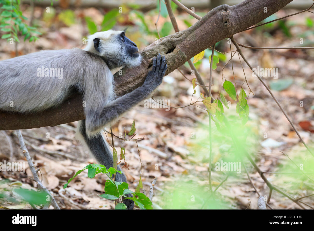 Gray Langur (Semnopithecus hector) resting on branch. Corbett National ...