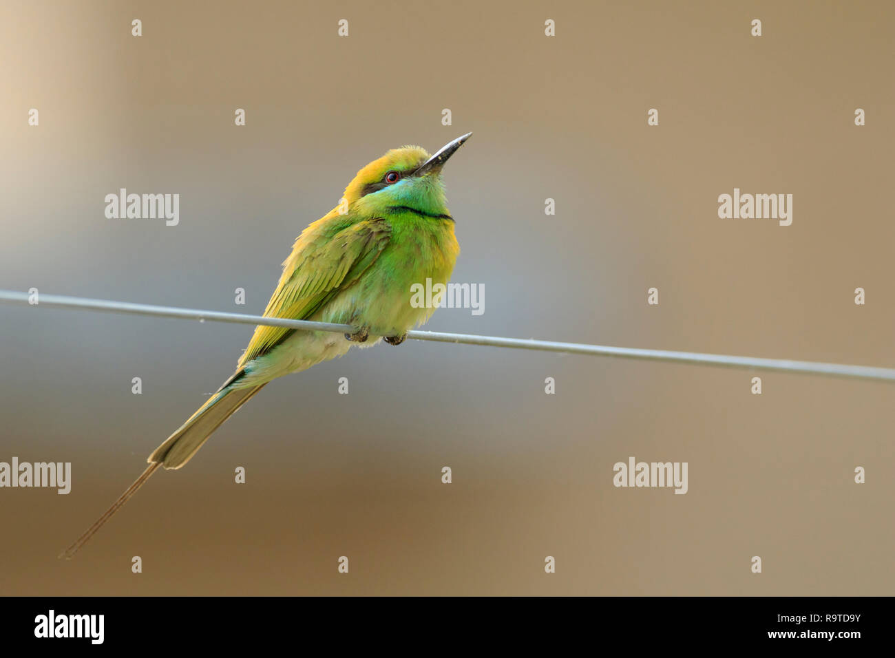 Asian green bee eater hi-res stock photography and images - Alamy