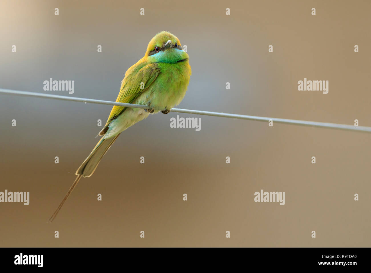 Asian green bee eater hi-res stock photography and images - Alamy