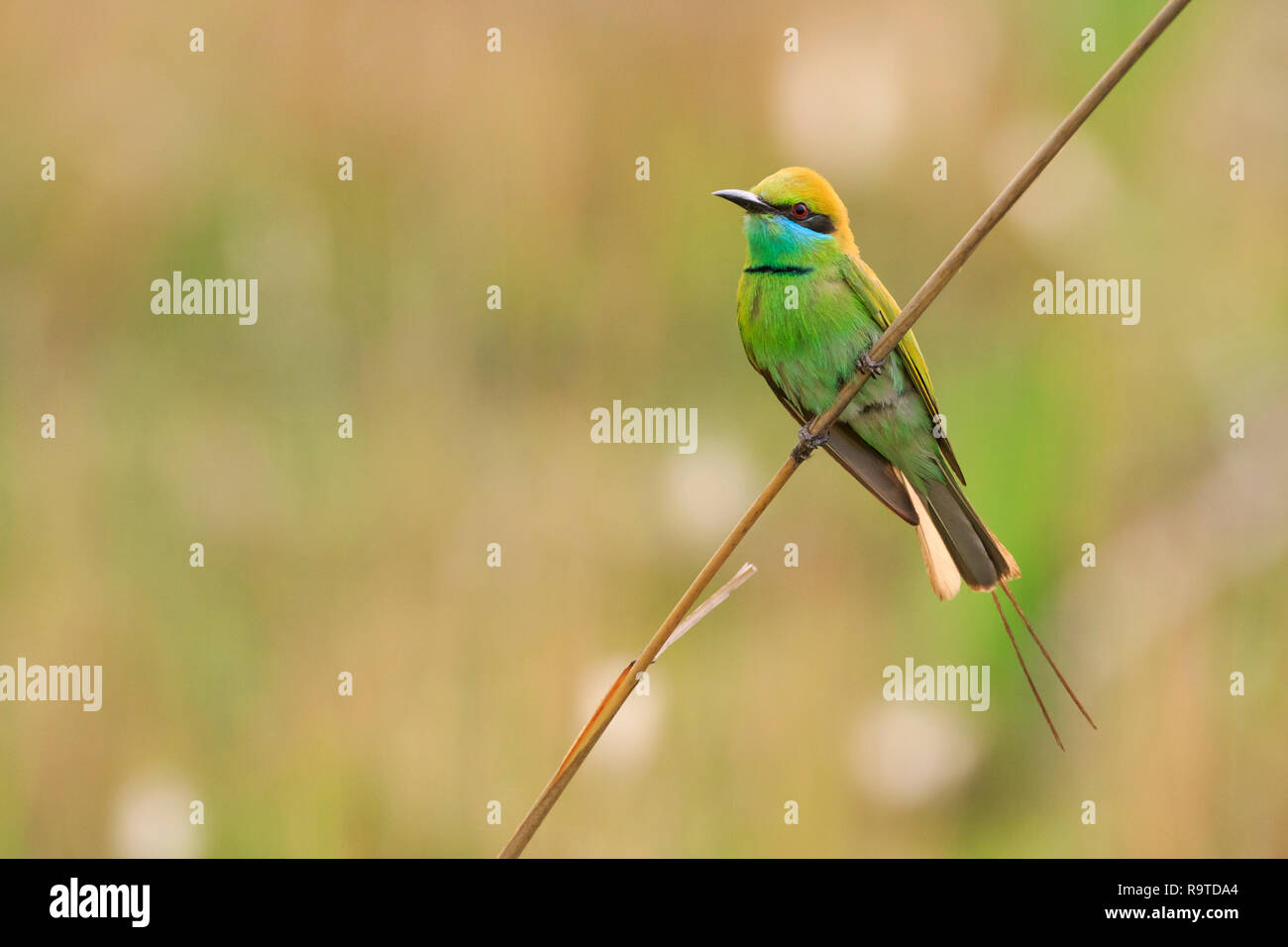 Asian Green Bee-eater (Merops orientalis) perched on branch. Corbett ...