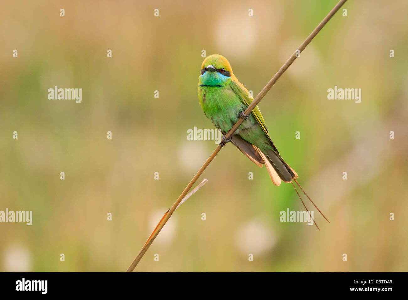 Asian Green Bee-eater (Merops orientalis) perched on branch. Corbett ...