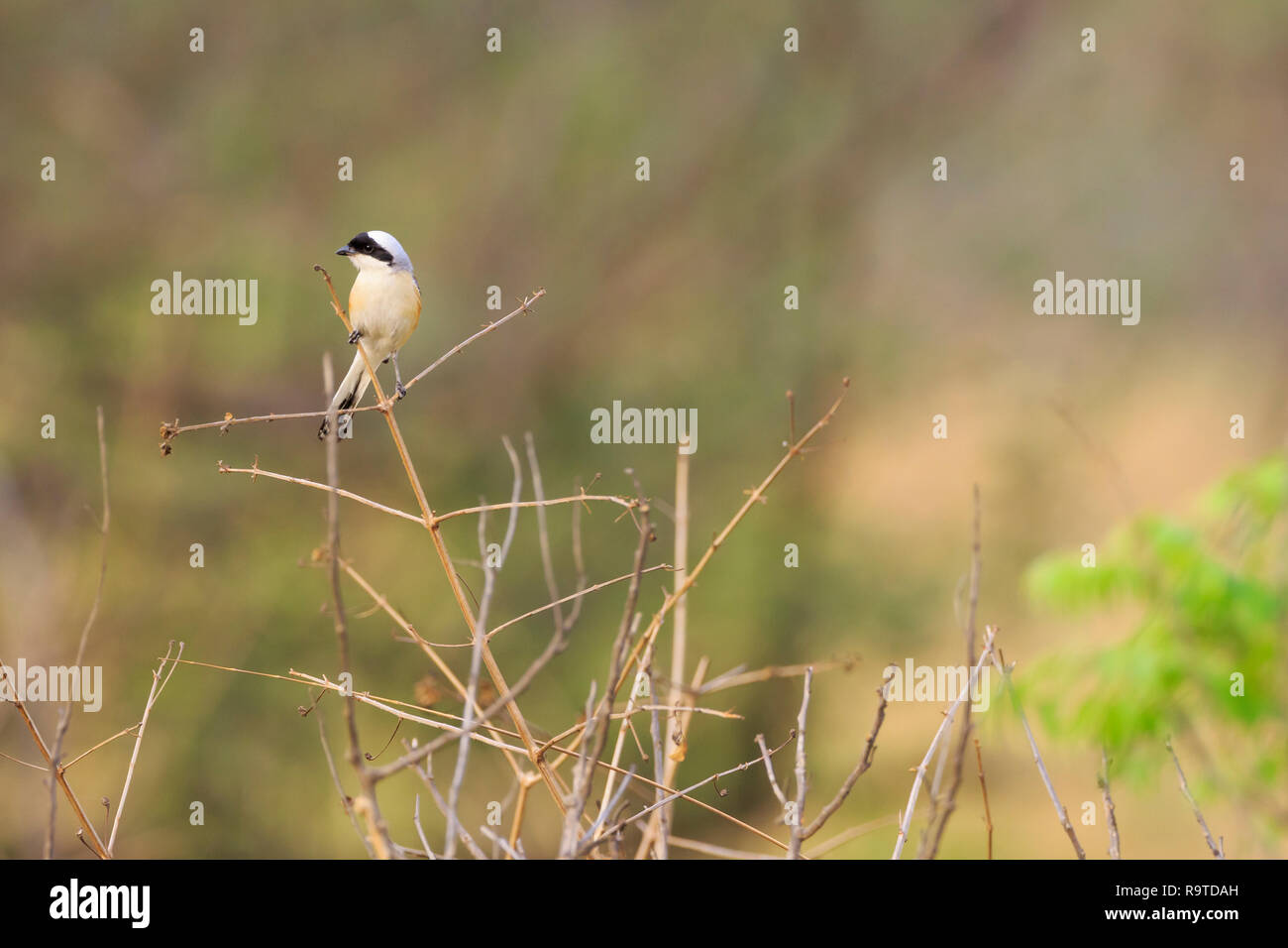 Laniidae hi-res stock photography and images - Alamy