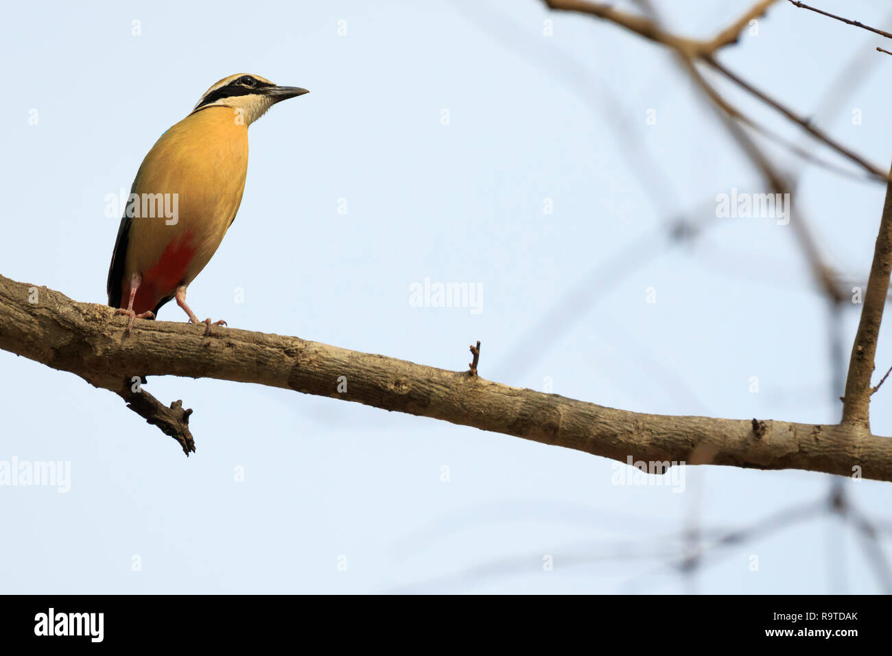 Indian Pitta (Pitta brachyura) perched on branch. Corbett National Park ...