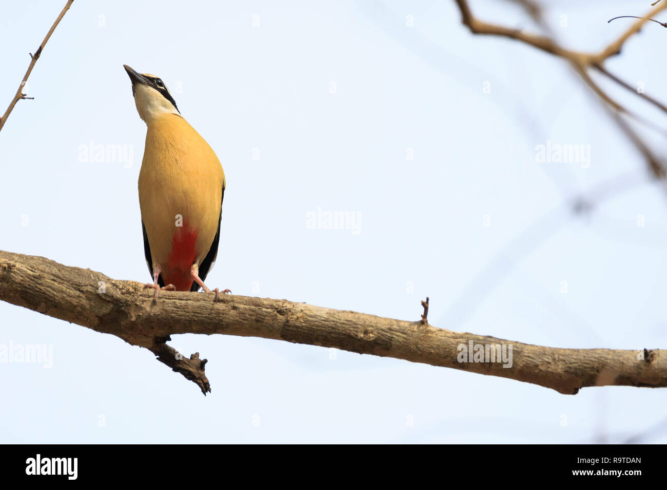 Indian Pitta (Pitta brachyura) perched on branch. Corbett National Park ...