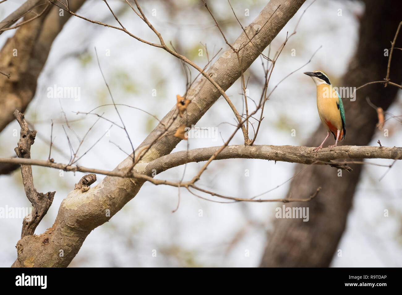 Indian Pitta (Pitta brachyura) perched on branch. Corbett National Park ...