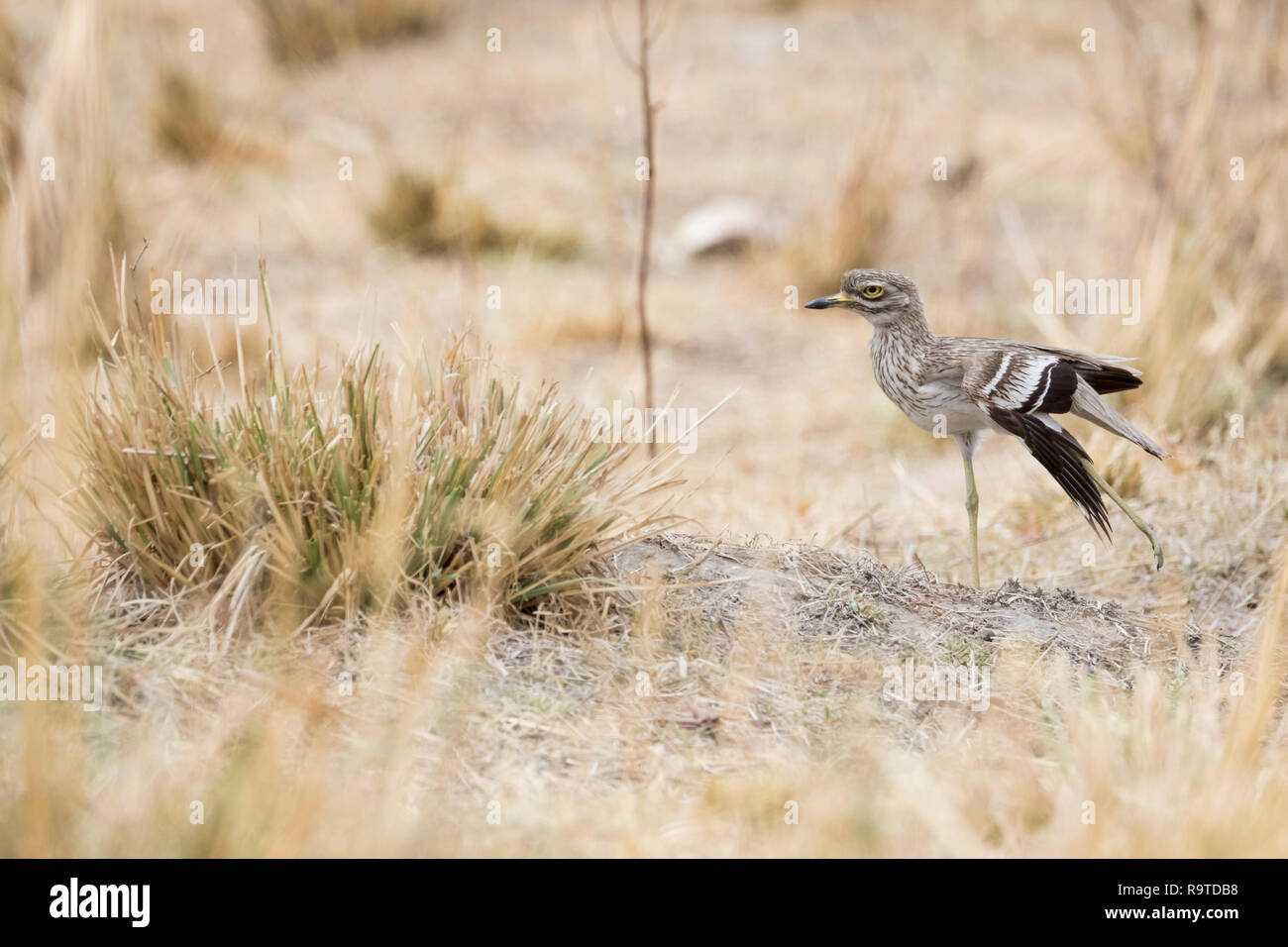 Indian Thick-knee (Burhinus indicus) stretching its wings. Corbett ...