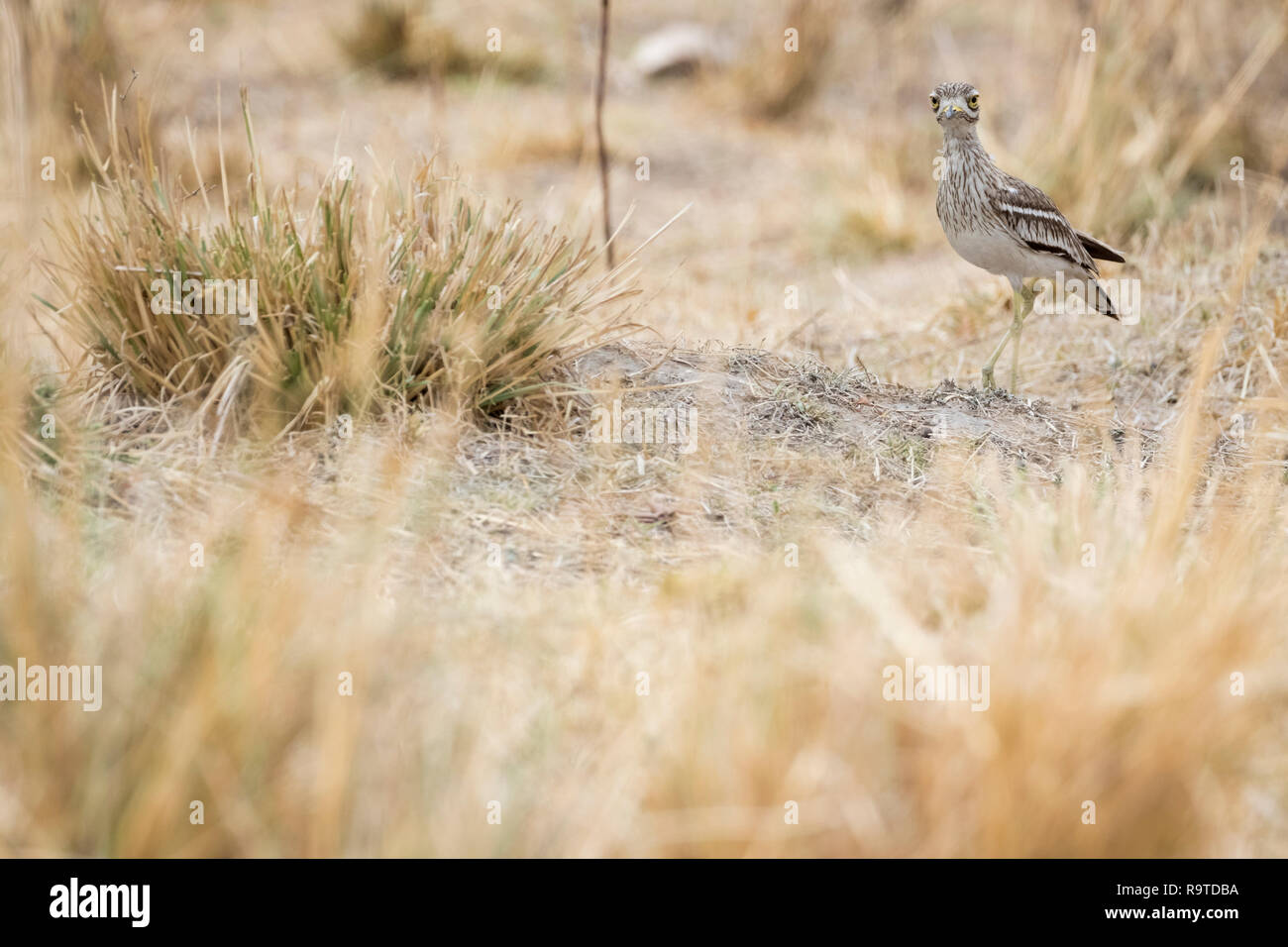 Indian Thick-knee (Burhinus indicus). Corbett National Park ...