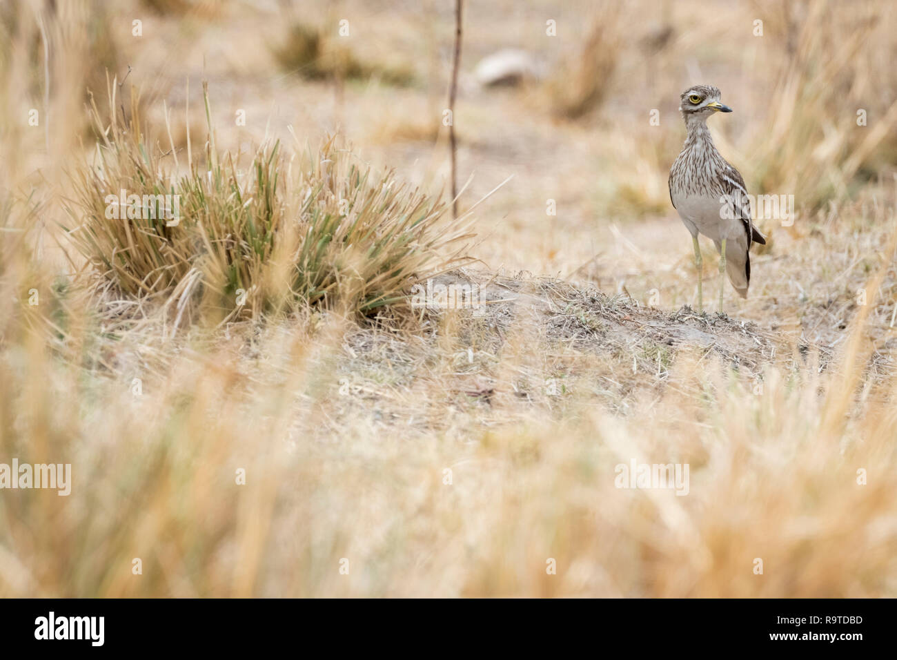 Indian thick knees hi-res stock photography and images - Alamy