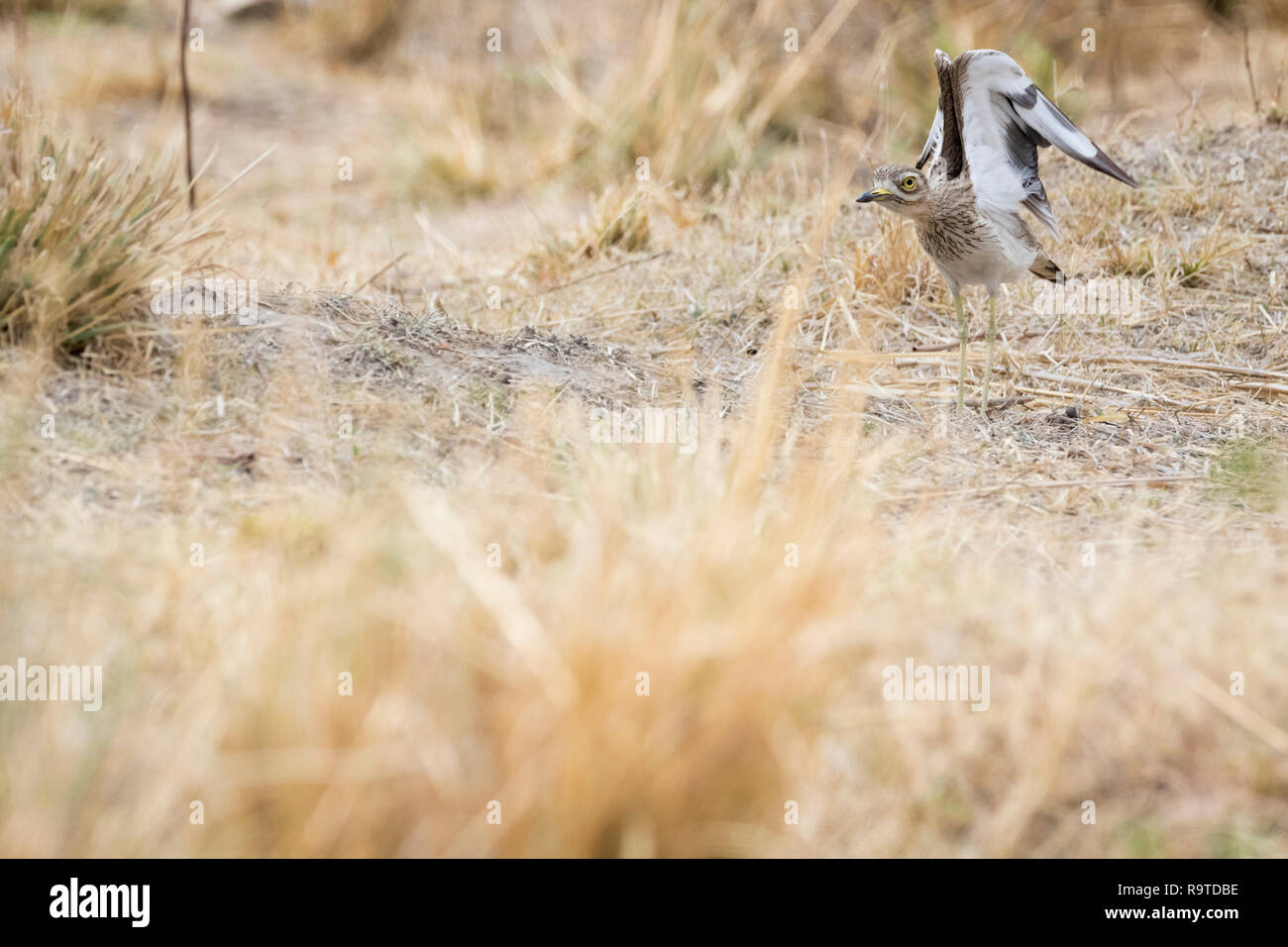 Indian Thick-knee (Burhinus indicus) stretching its wings. Corbett ...