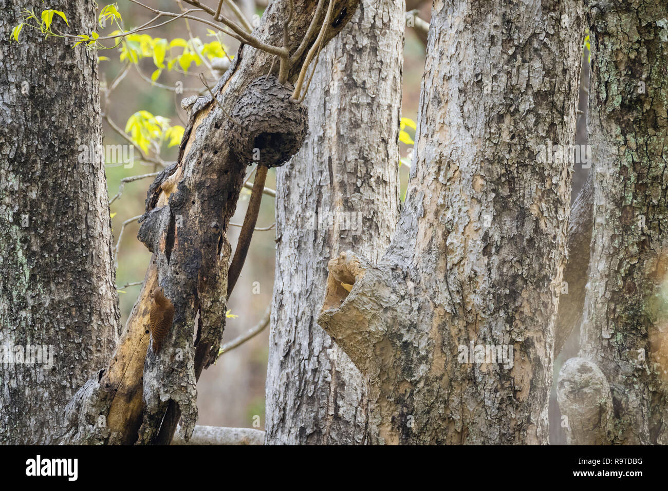 Rufous Woodpecker (Micropternus brachyurus) perched on tree. Corbett ...