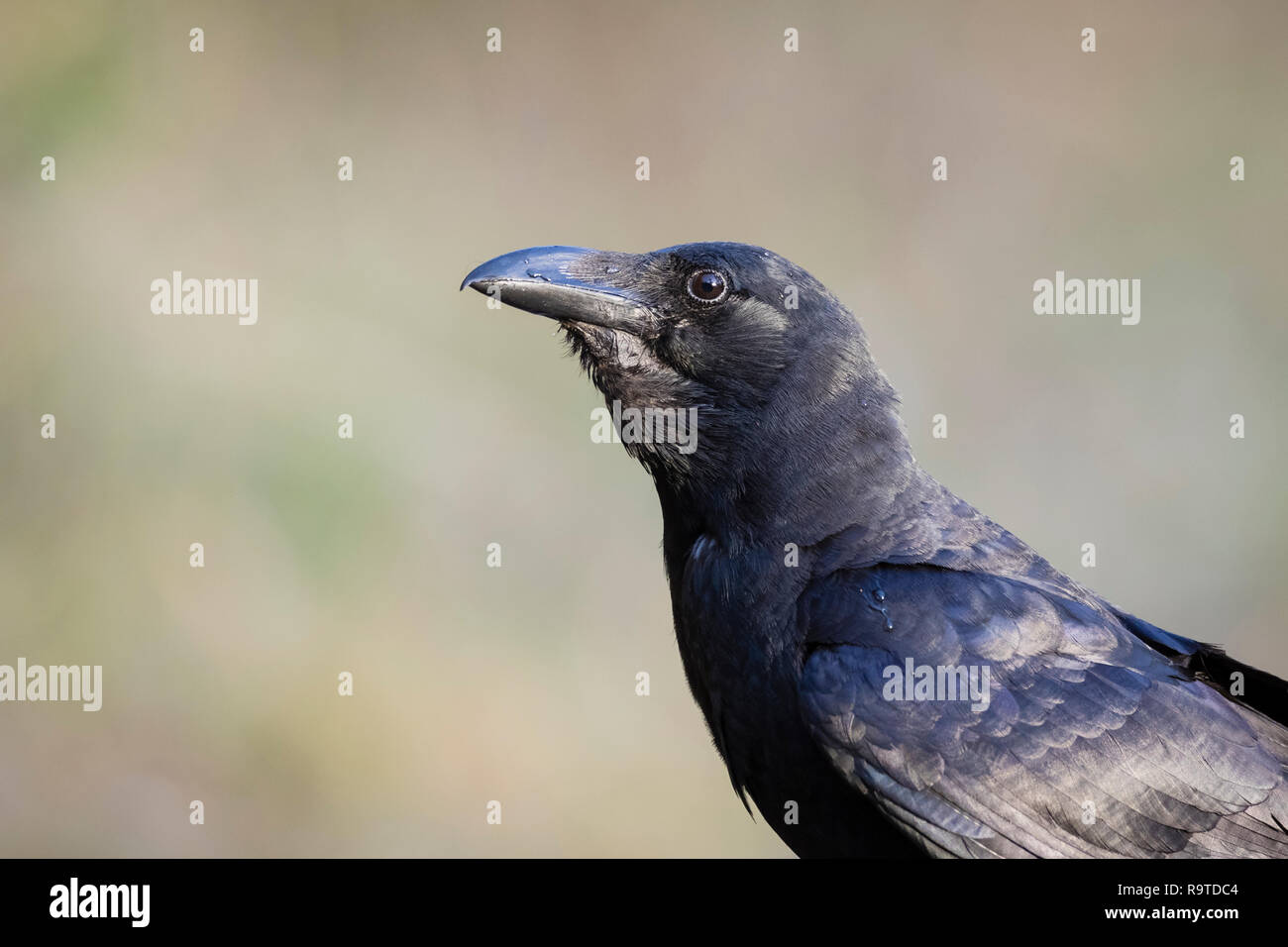 Large-billed Crow (Corvus macrorhynchos) portrait. Pangot. Nainital ...
