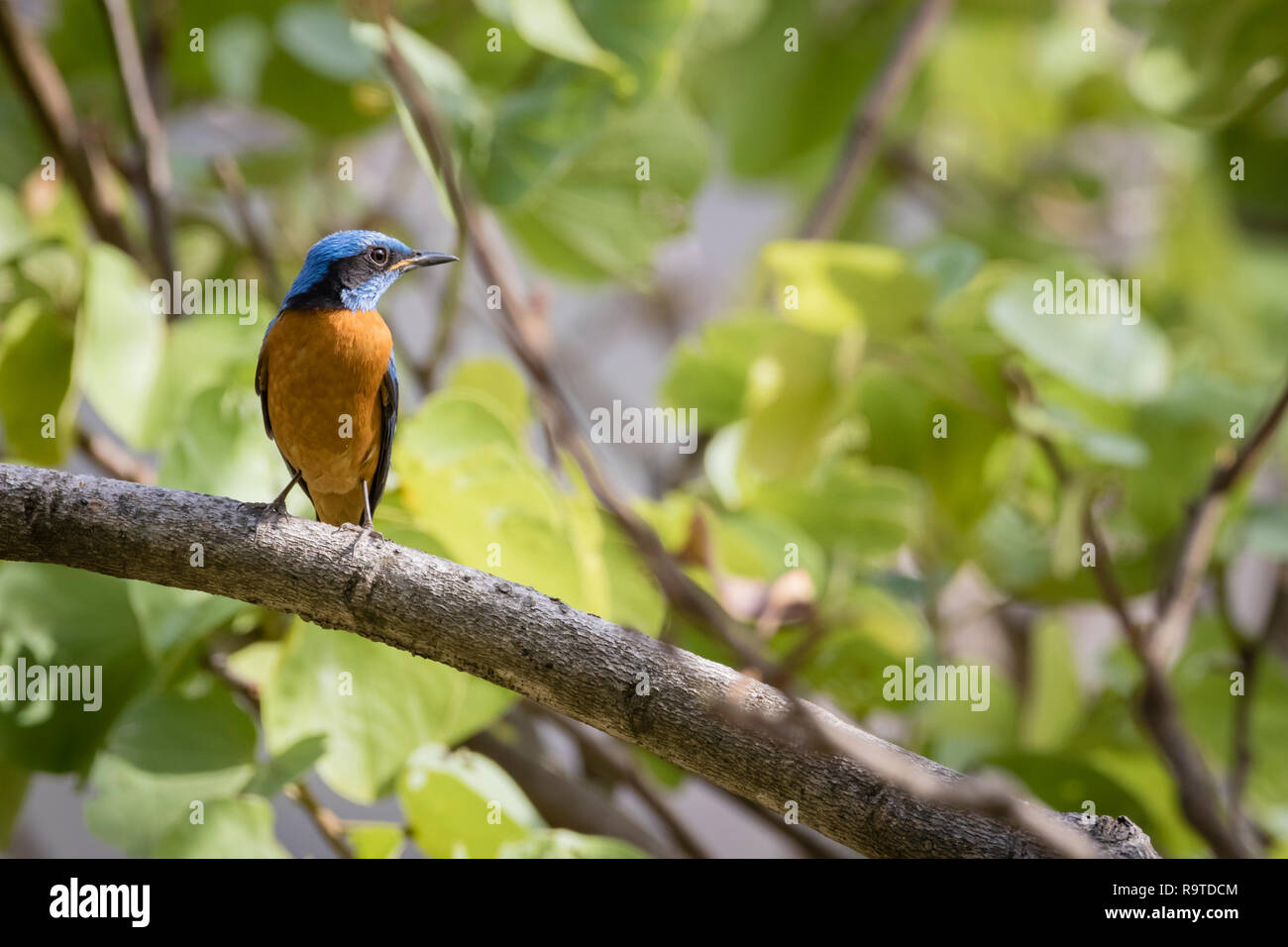 Himalayan forest thrush bird hi-res stock photography and images - Alamy