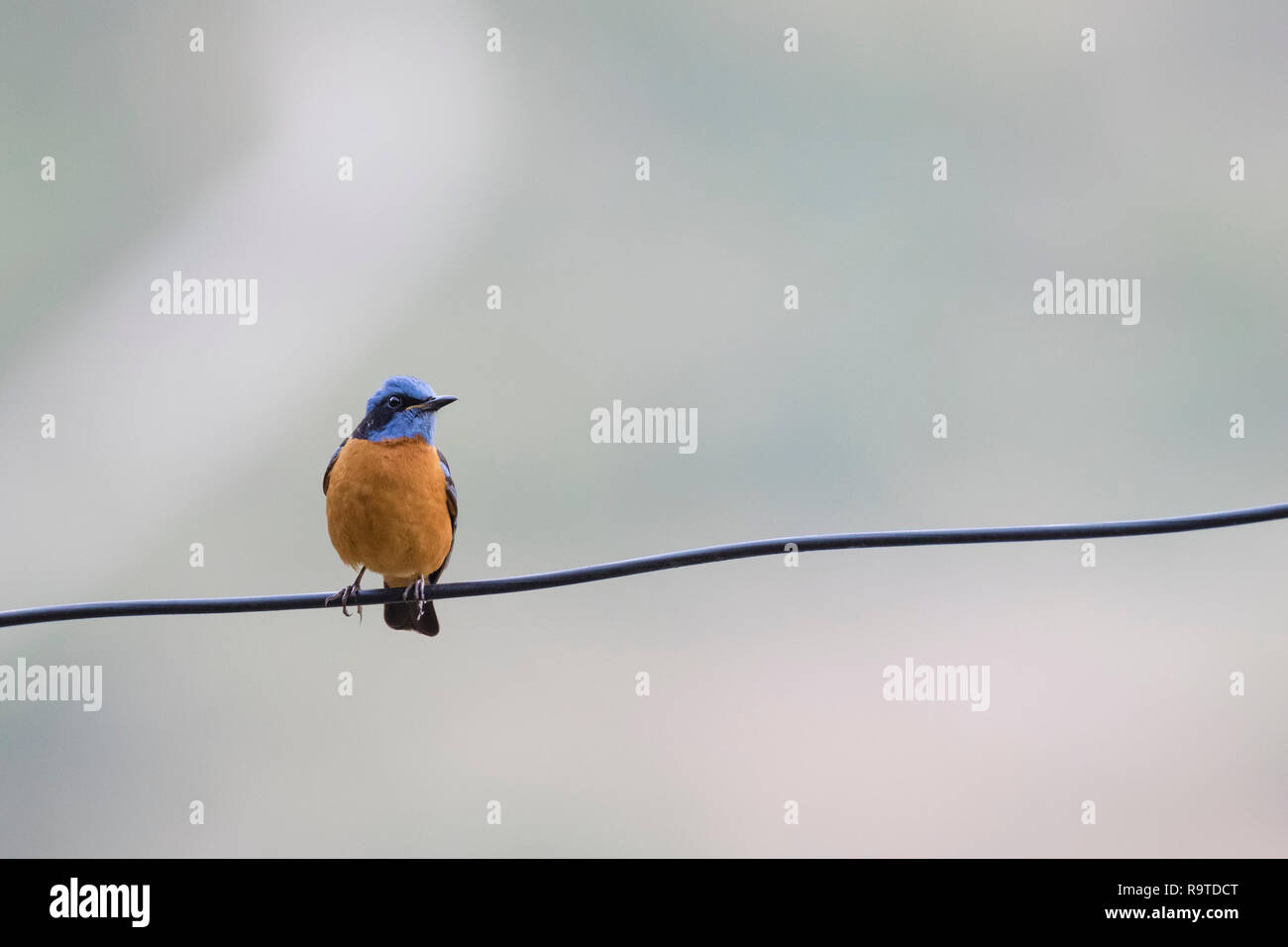 Blue-capped Rock-thrush (Monticola cinclorhyncha), male perched on wire ...