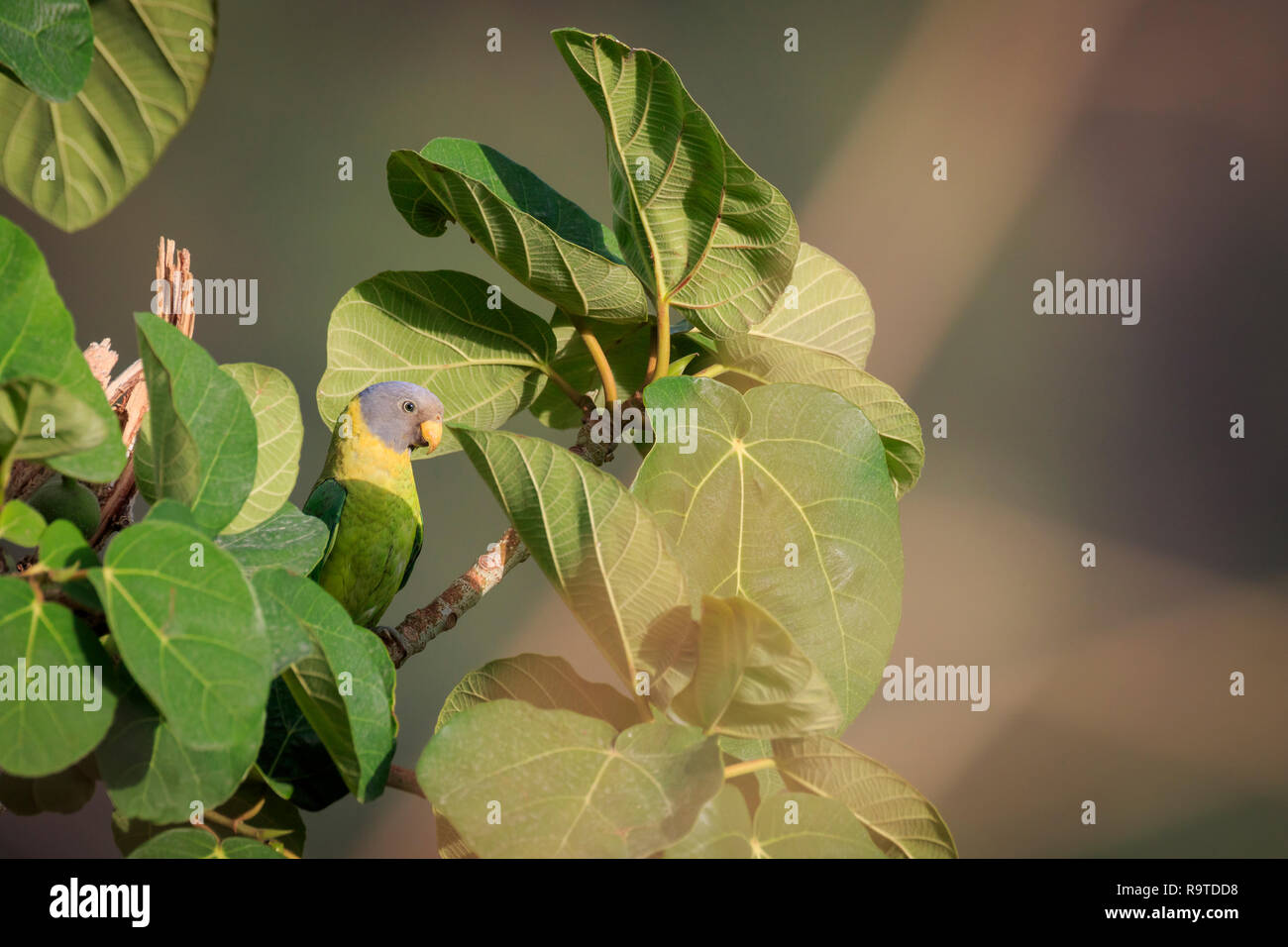 Plum-headed Parakeet (Psittacula cyanocephala), female perched on tree ...