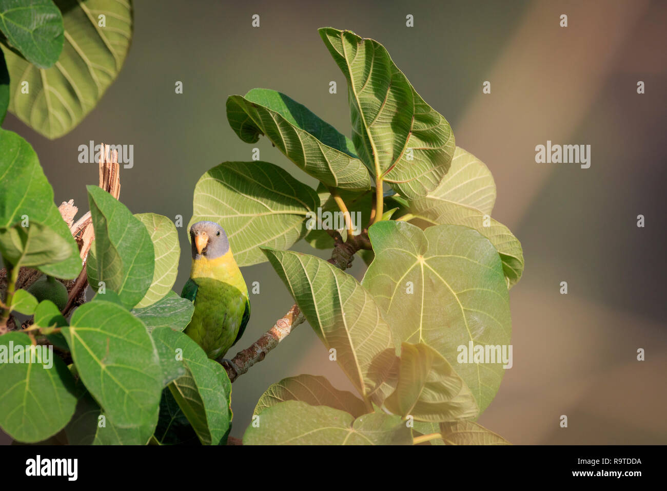 Psittacula cyanocephala female hi-res stock photography and images - Alamy