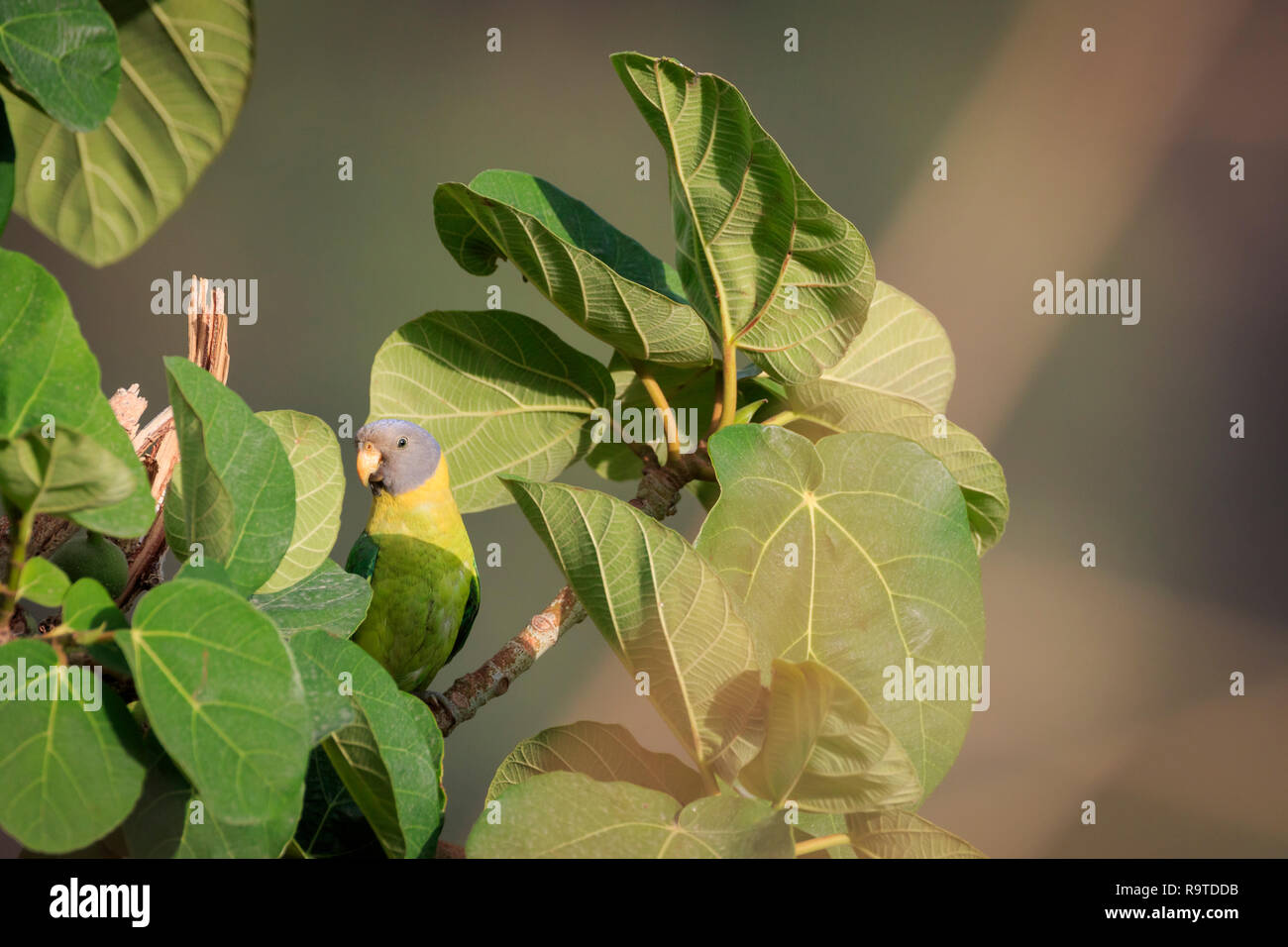 Psittacula cyanocephala bird hi-res stock photography and images - Alamy