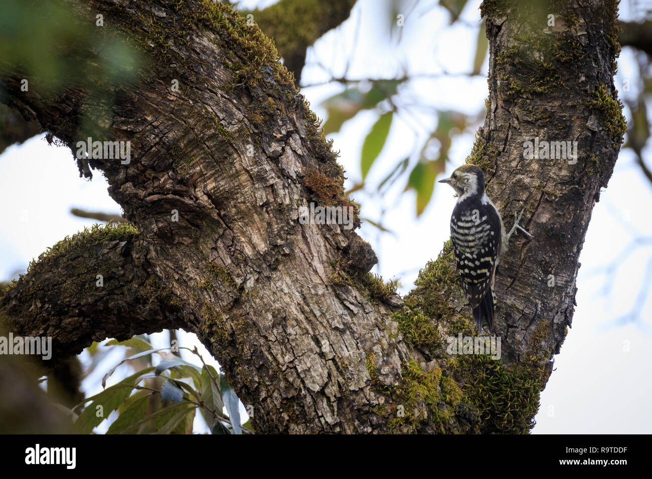 Brown-fronted Woodpecker (Leiopicus auriceps), female perched on tree ...