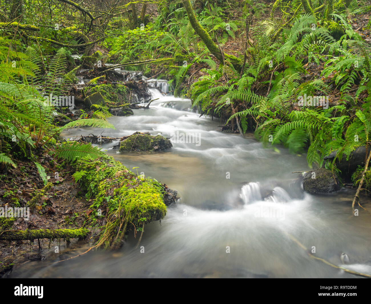the cascading stream flows through the Devon countryside near Bideford ...