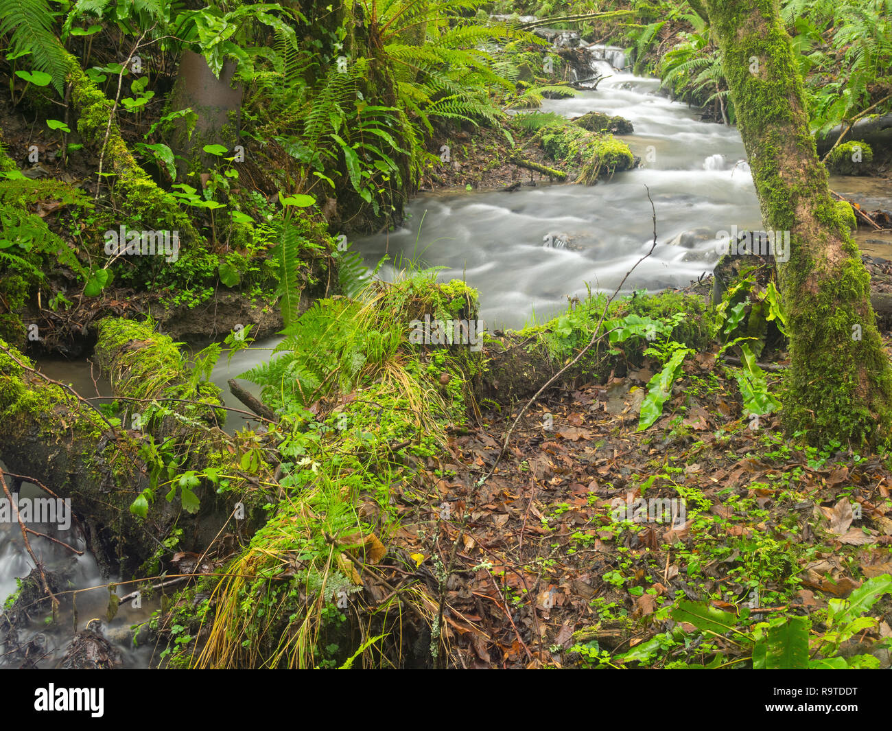 Cascading water through tree hi-res stock photography and images - Alamy