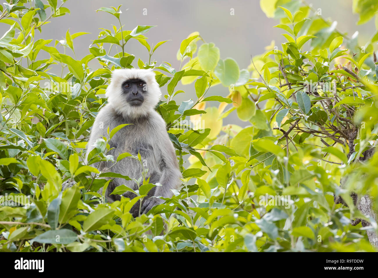 Nepal gray hi-res stock photography and images - Alamy