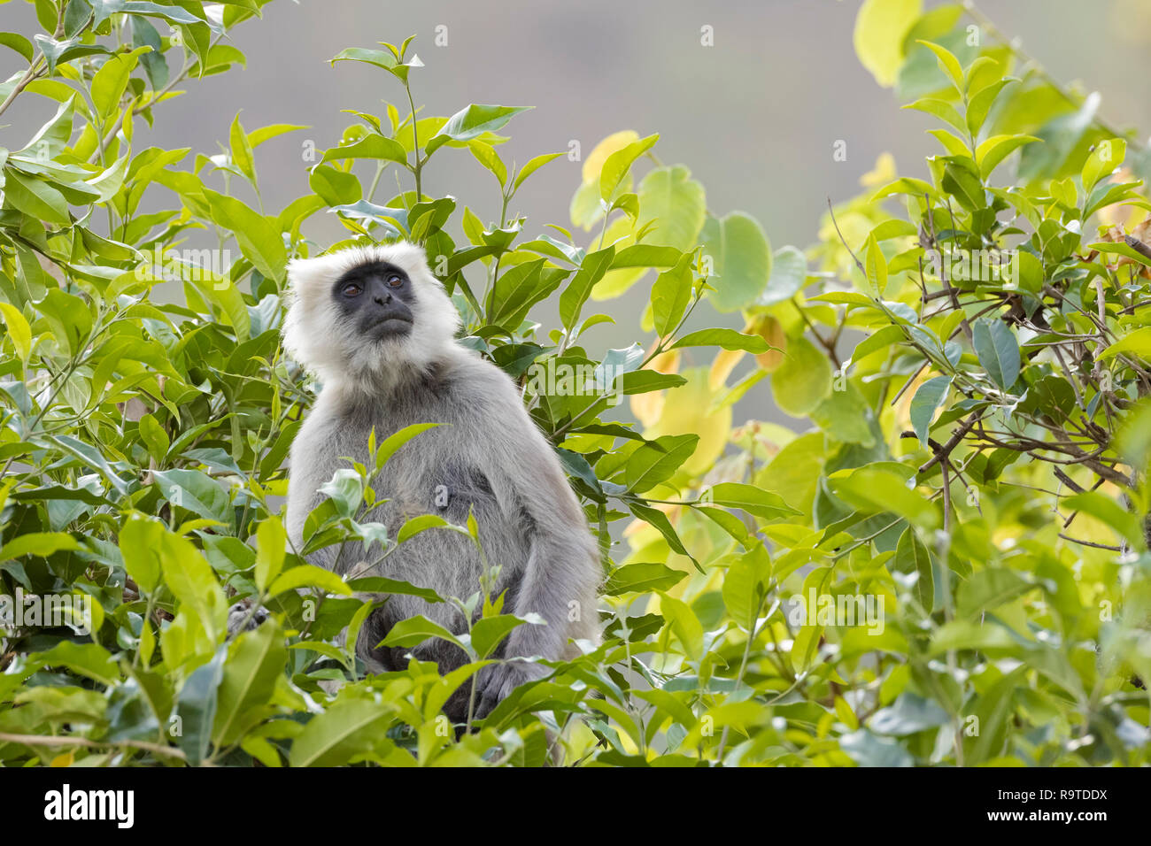 Nepal Gray Langur (Semnopithecus schistaceus) portrait. Pangot ...