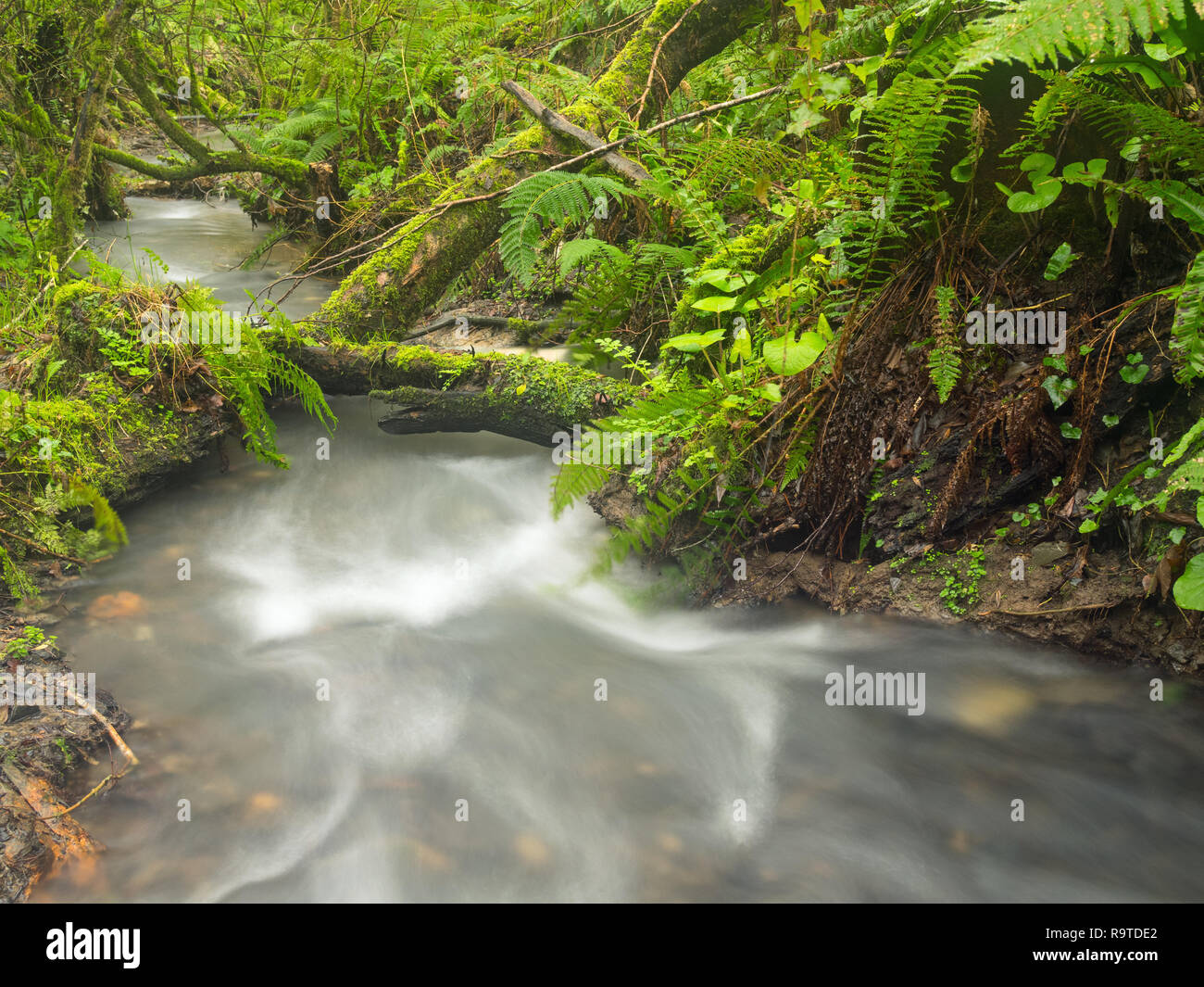 the cascading stream flows through the Devon countryside near Bideford ...