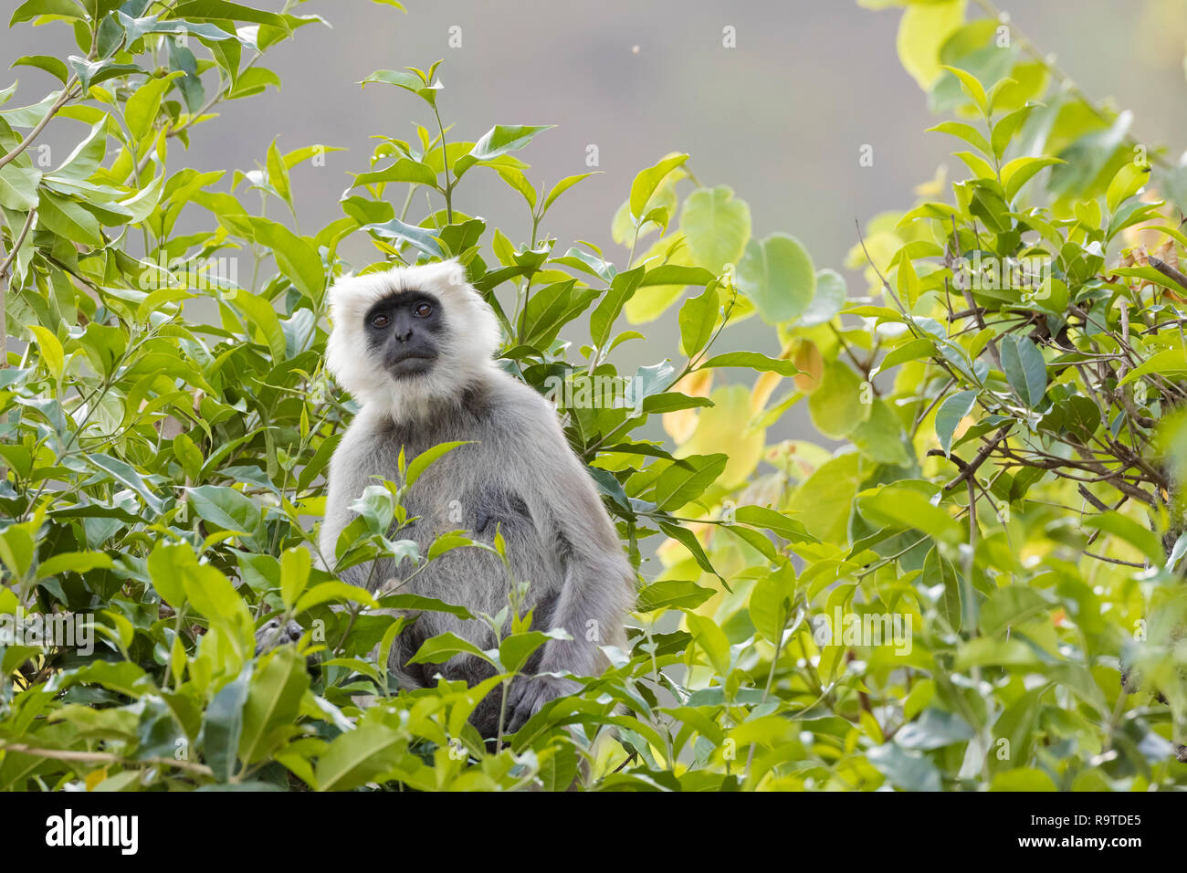 Nepal Gray Langur (Semnopithecus schistaceus) portrait. Pangot ...