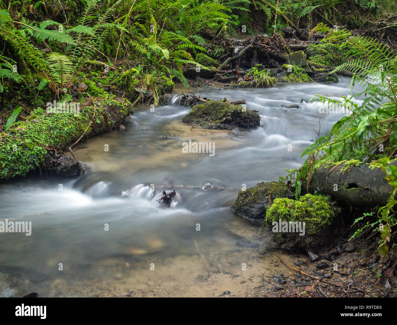 the cascading stream flows through the Devon countryside near Bideford ...
