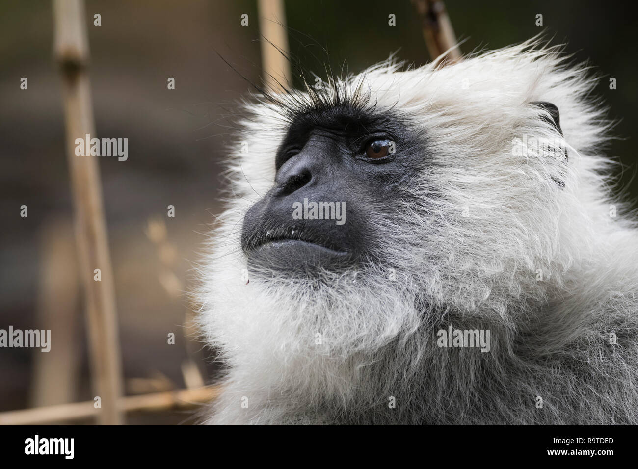 Nepal Gray Langur (Semnopithecus schistaceus) portrait. These langurs ...