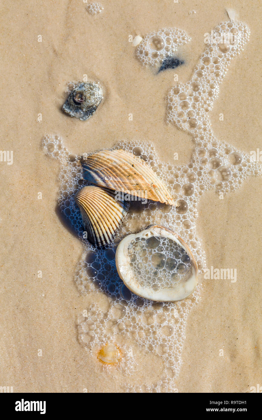 Gulf of mexico seashells hi-res stock photography and images - Alamy